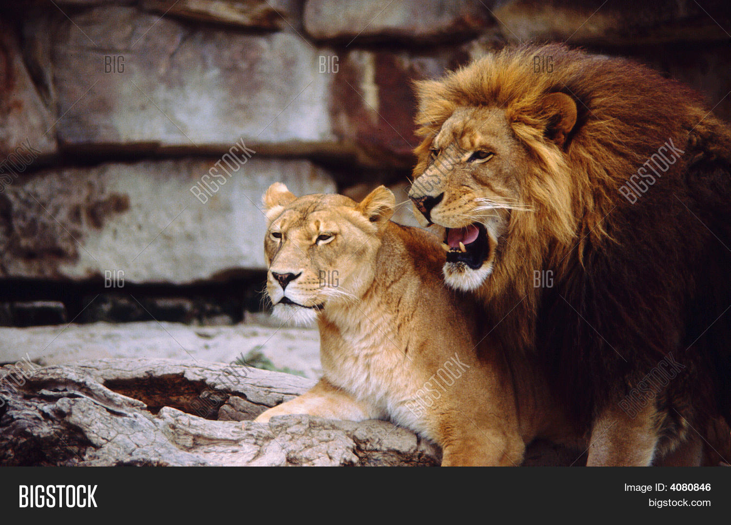 Lions Together Image & Photo (Free Trial) | Bigstock