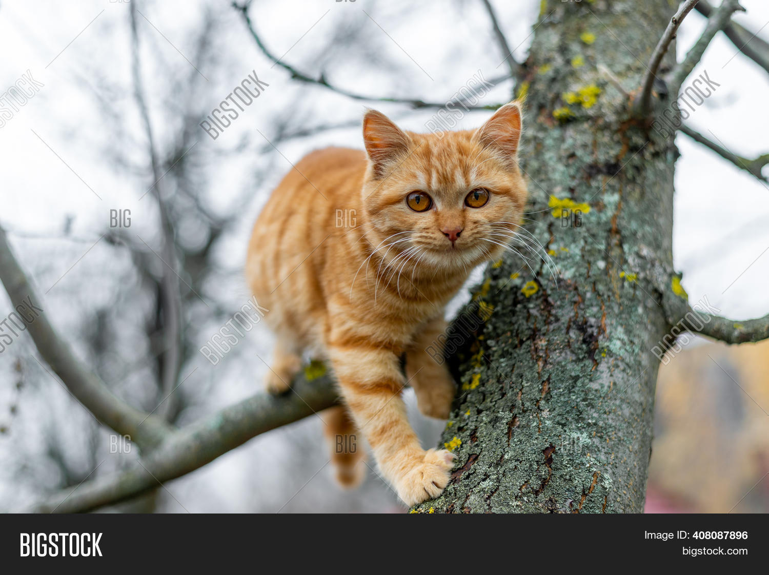 Ginger Kitten Climbs Image & Photo (Free Trial) | Bigstock