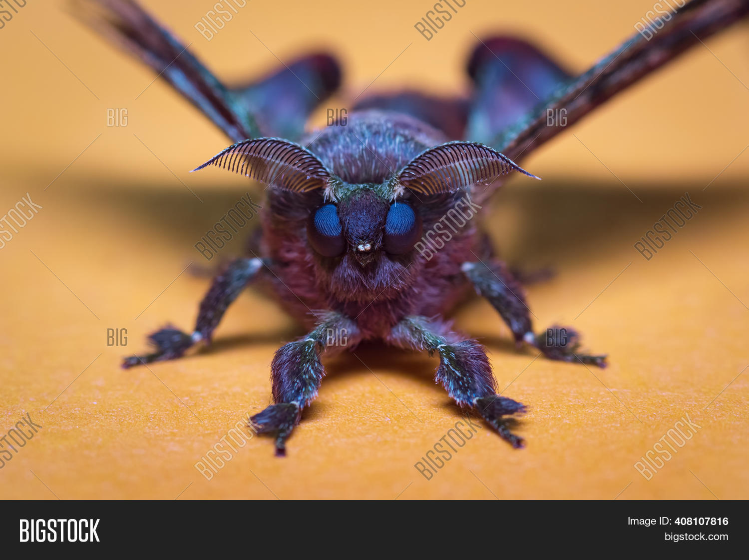 Portrait Purple Moth Image & Photo (Free Trial) | Bigstock