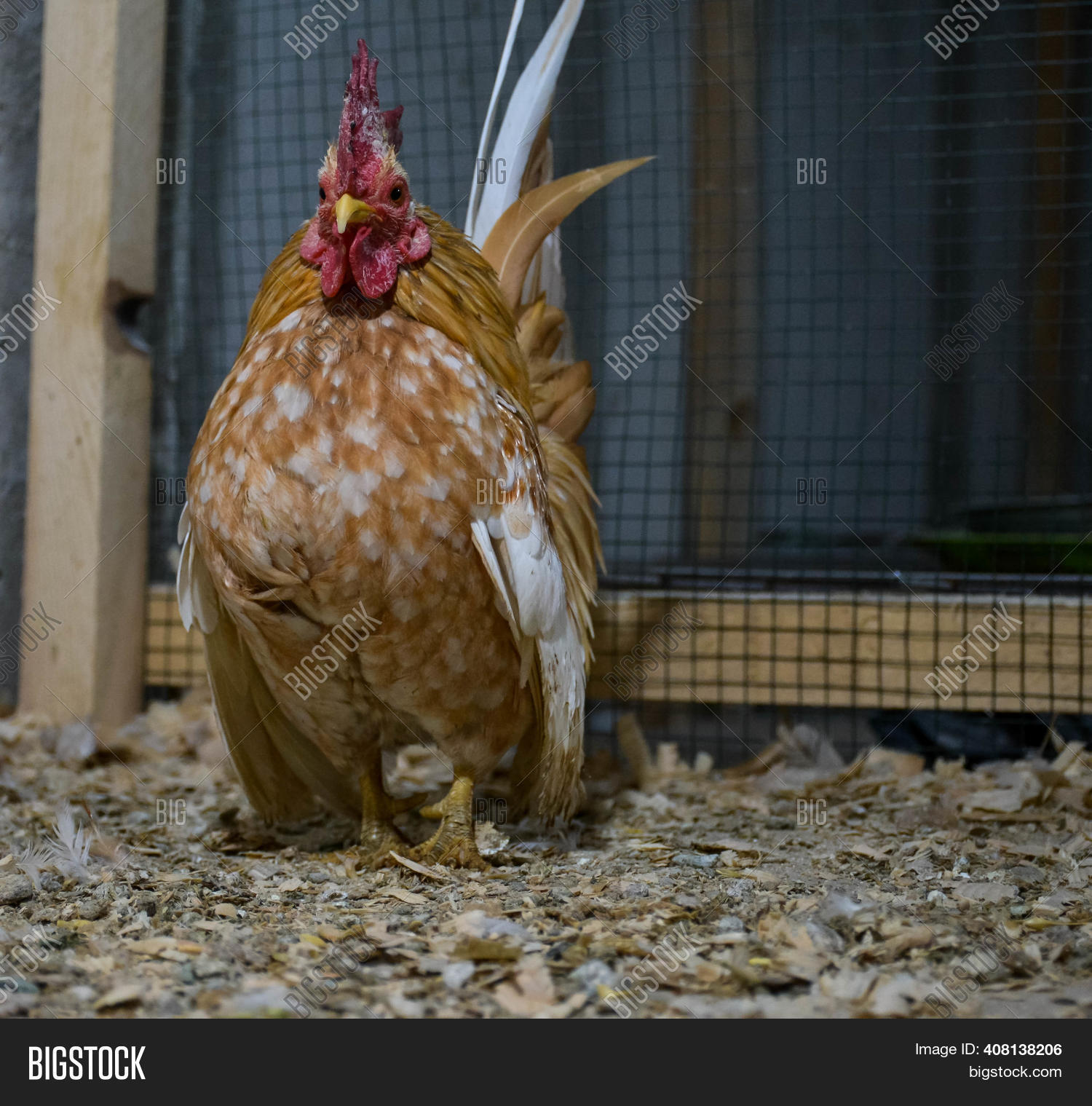 Ornamental Chickens Image & Photo (Free Trial) | Bigstock