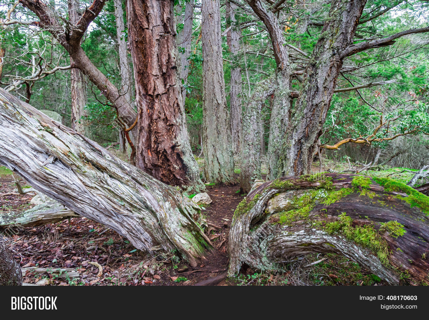 Multiple Branches Tree Image & Photo (Free Trial) | Bigstock