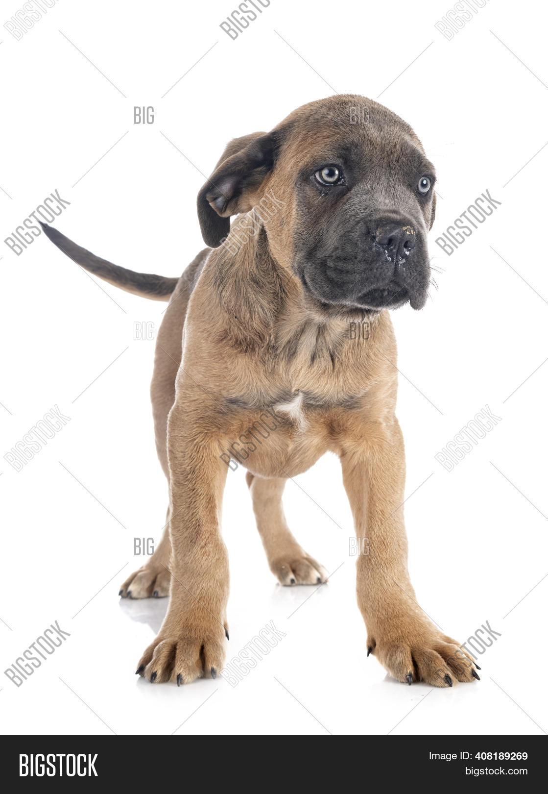 Puppy Italian Mastiff Image & Photo (Free Trial) | Bigstock