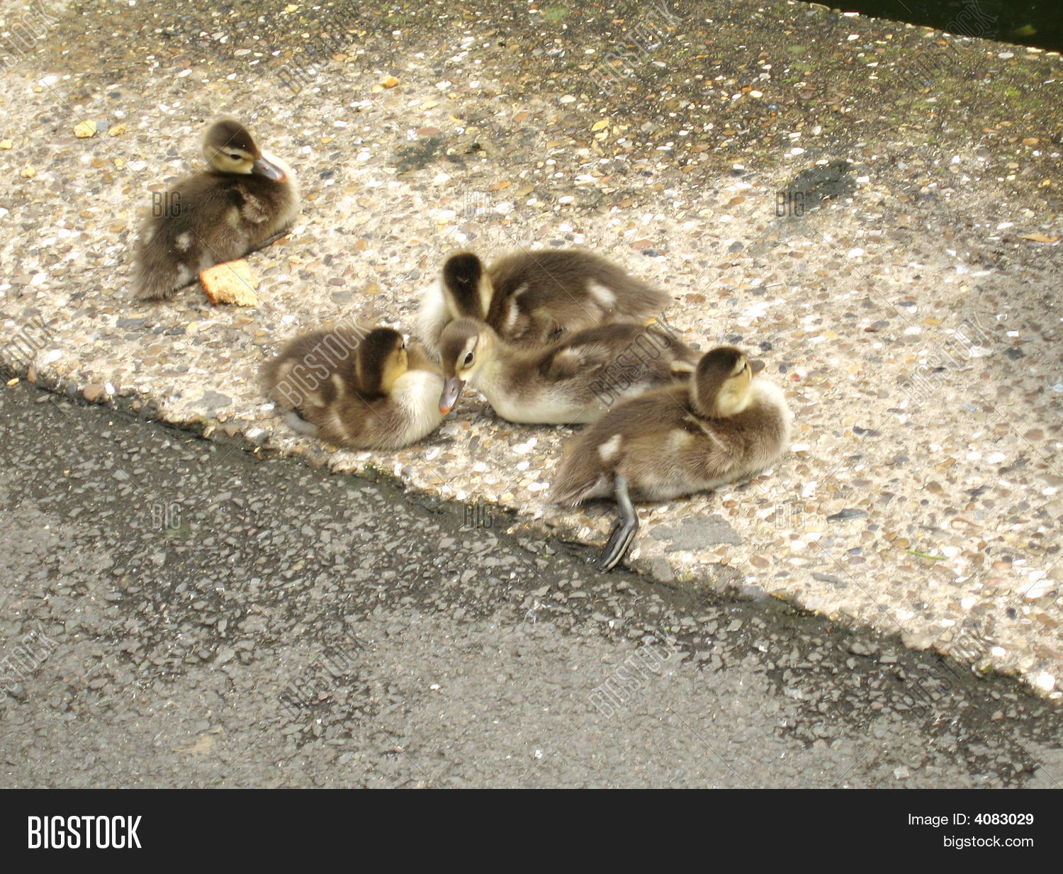 Group Five Ducklings Image & Photo (Free Trial) | Bigstock