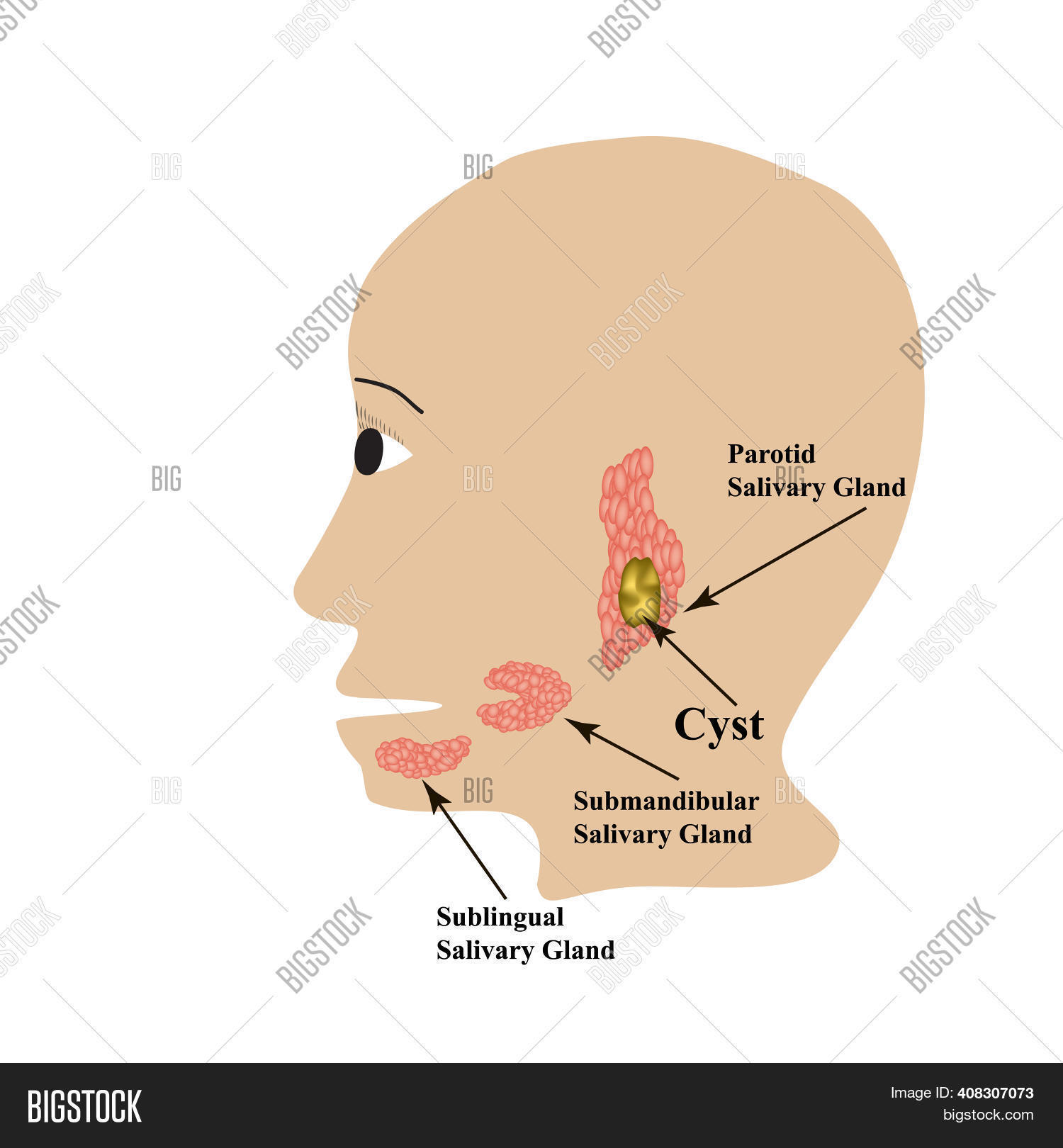 Parotid Salivary Gland Image & Photo (Free Trial) | Bigstock