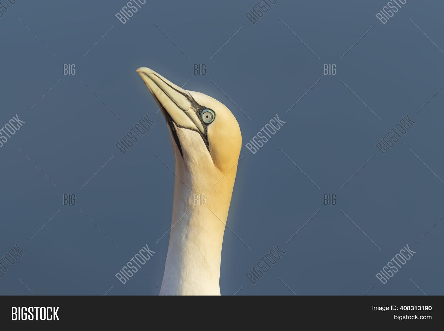 Wild Bird Wild Morus Image & Photo (Free Trial) | Bigstock