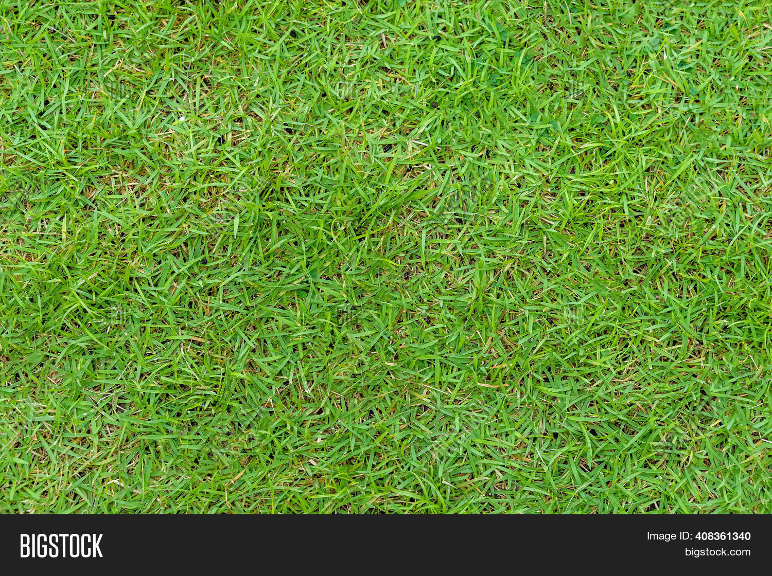 Green Grass Texture Image & Photo (Free Trial) | Bigstock