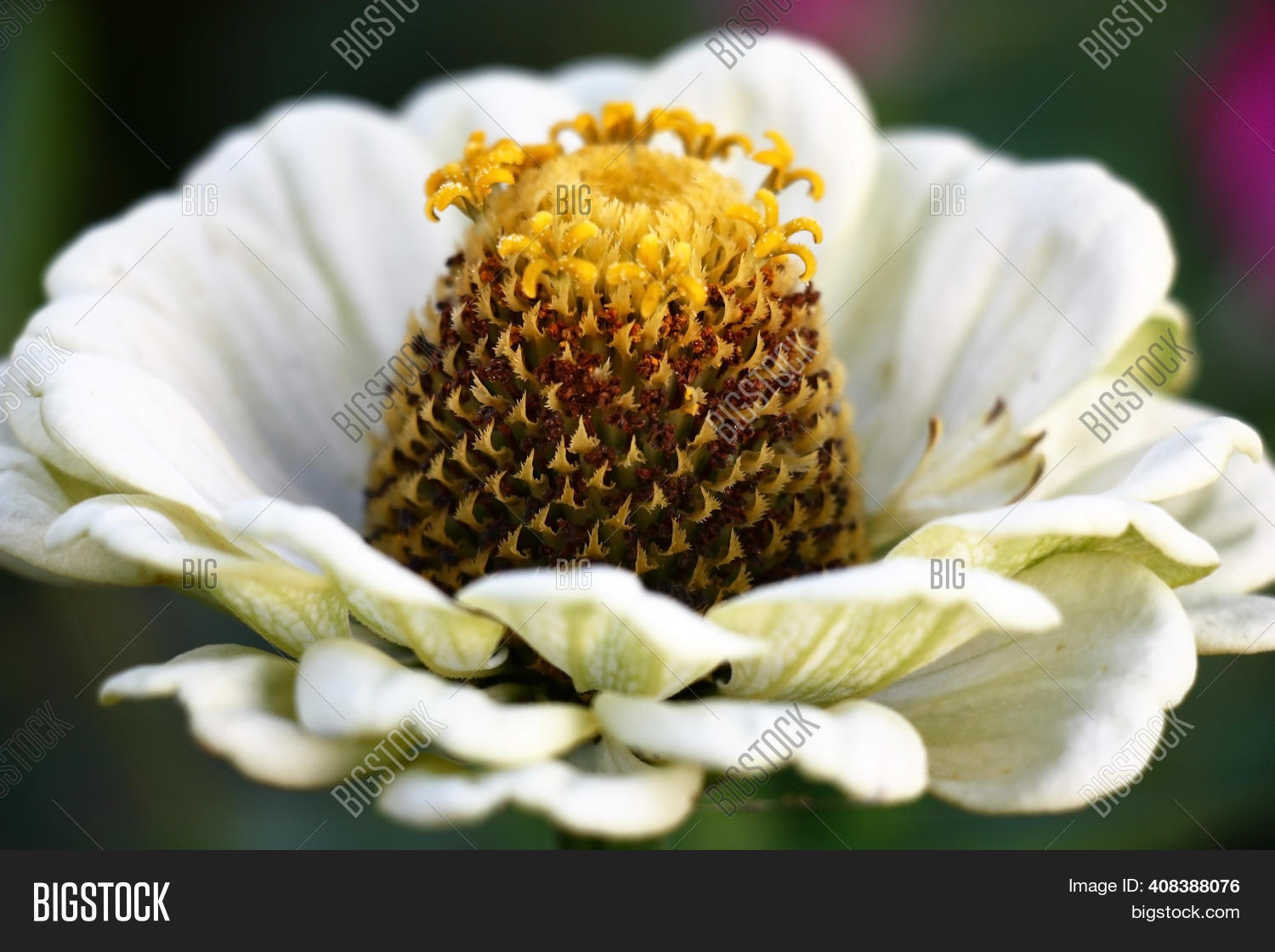 Single Flower Zinnia Image & Photo (Free Trial) | Bigstock