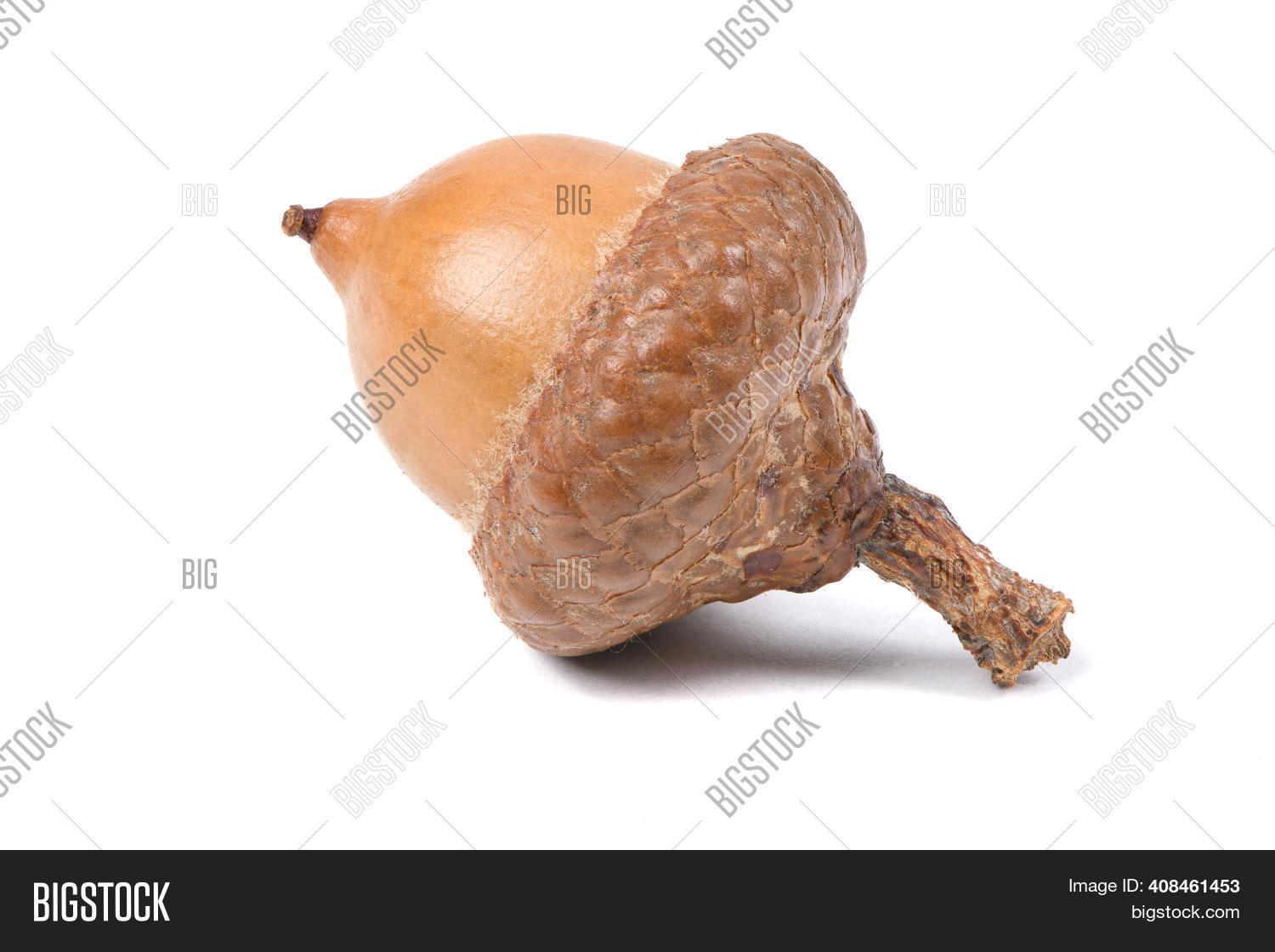 Acorn Oak Tree Image & Photo (Free Trial) | Bigstock