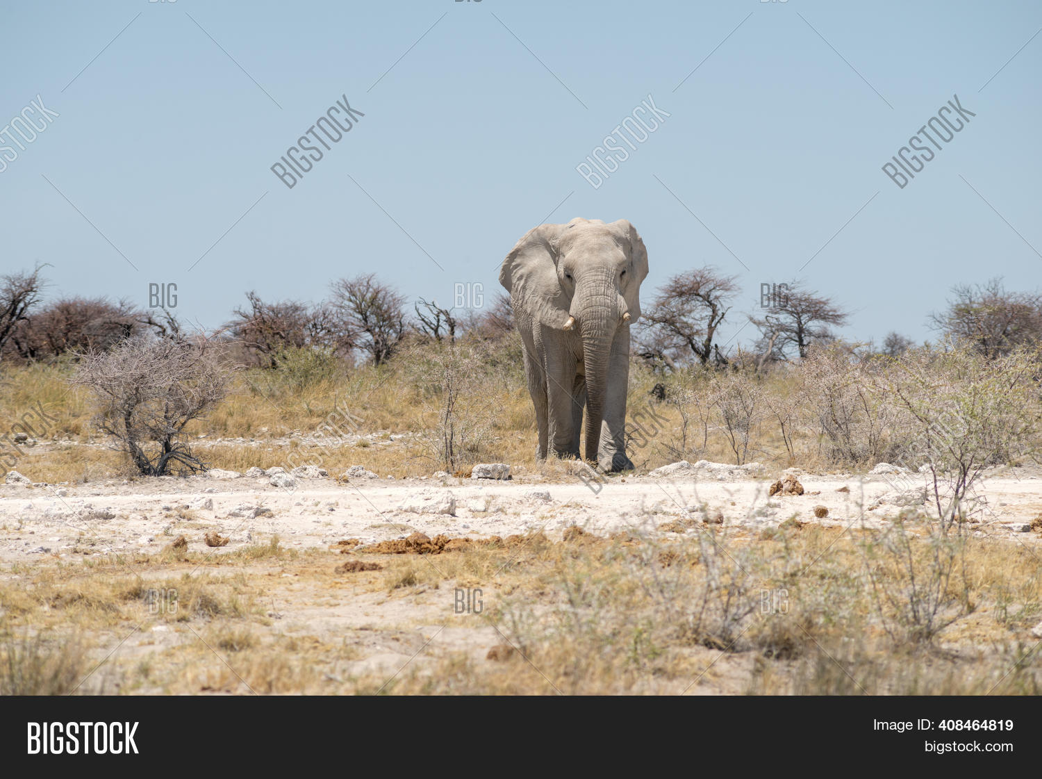 Wild Elephant Desert Image & Photo (Free Trial) | Bigstock