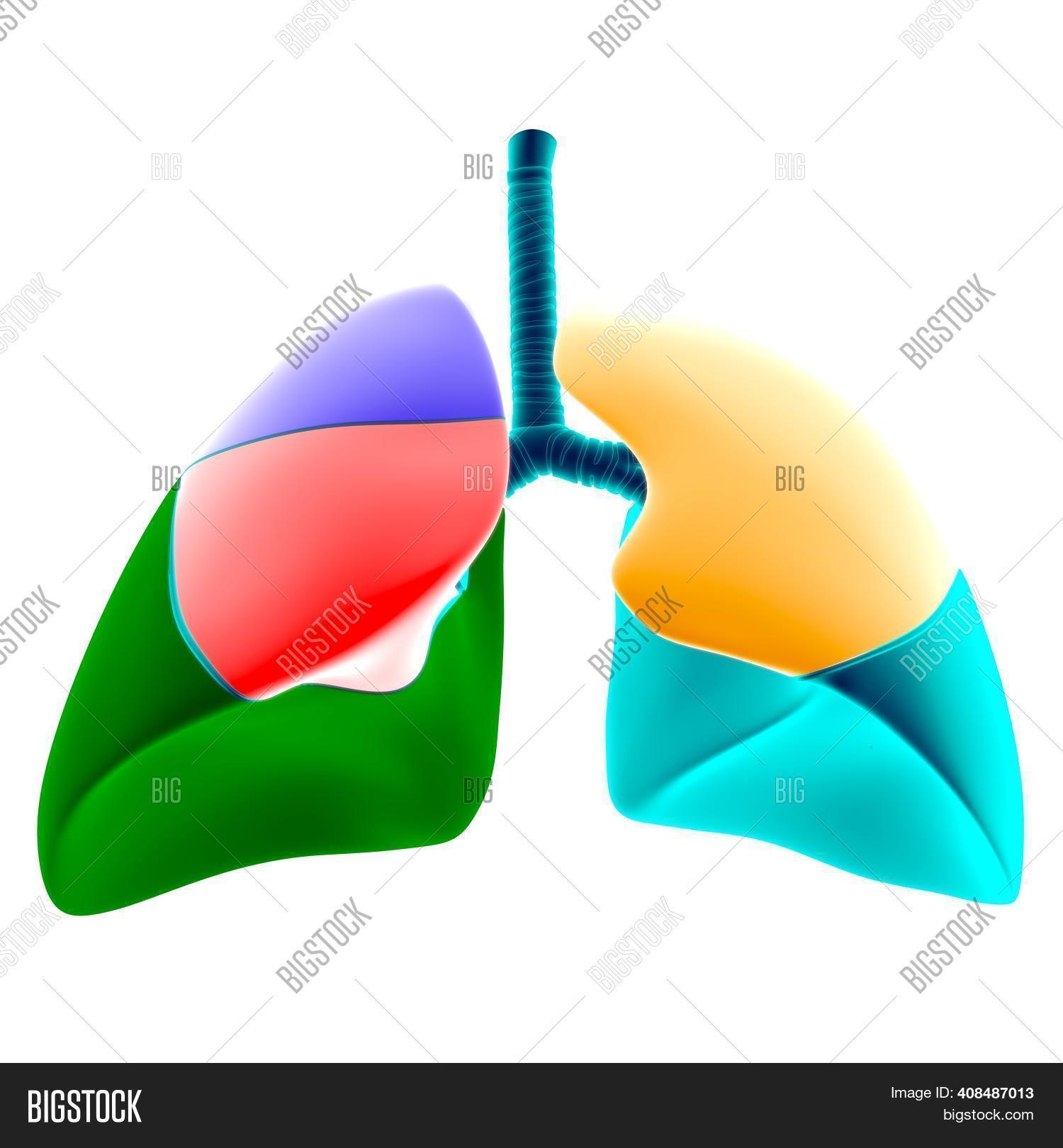 Human Lungs Lobes Image & Photo (Free Trial) | Bigstock