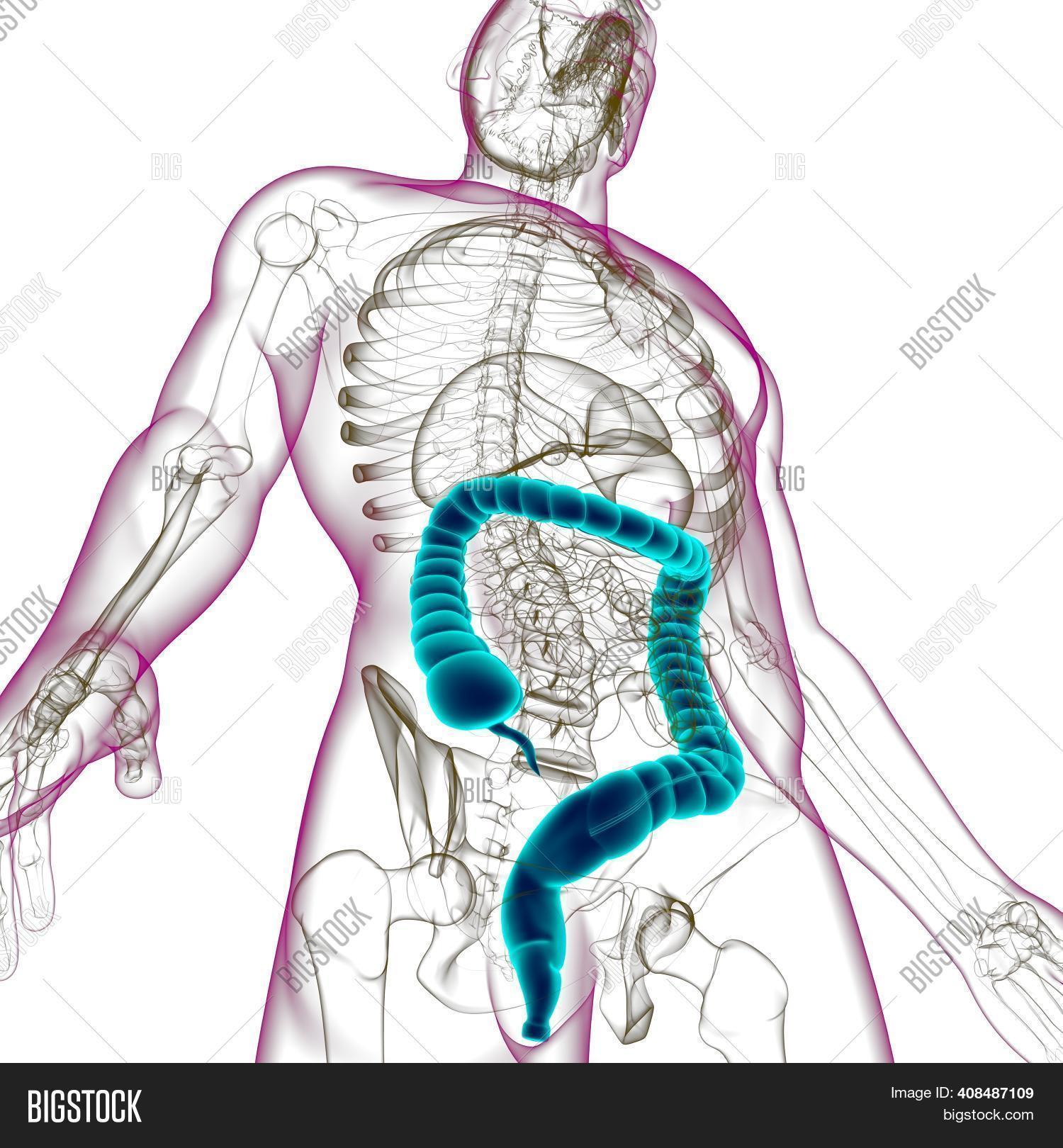 Large Intestine 3D Image & Photo (Free Trial) | Bigstock