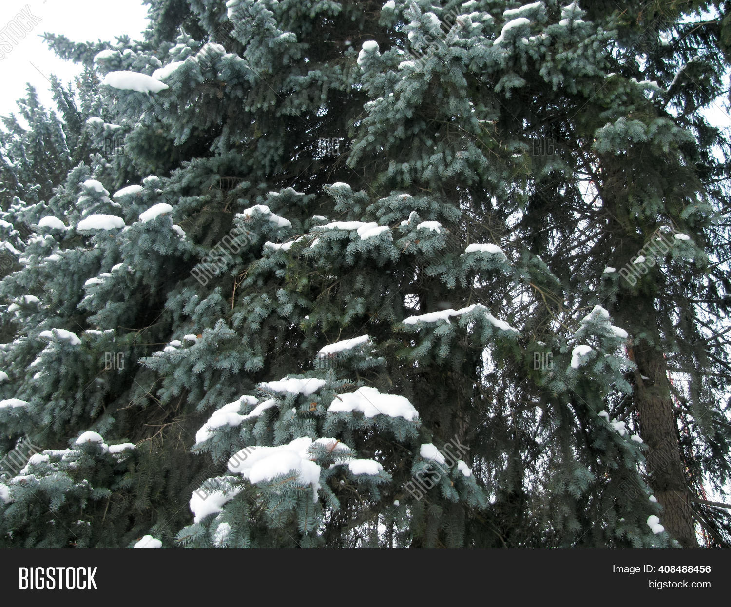 Lump Snow On Green Image & Photo (Free Trial) | Bigstock
