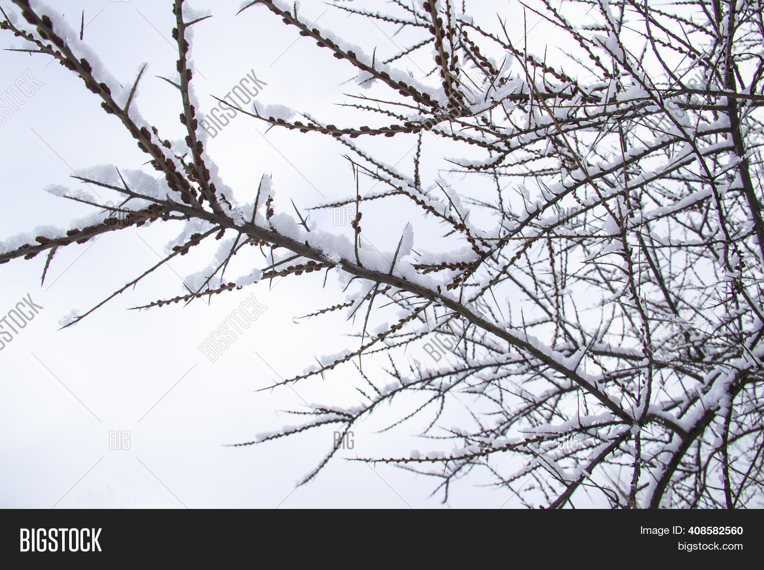 Branches Trees Thorns Image & Photo (Free Trial) | Bigstock