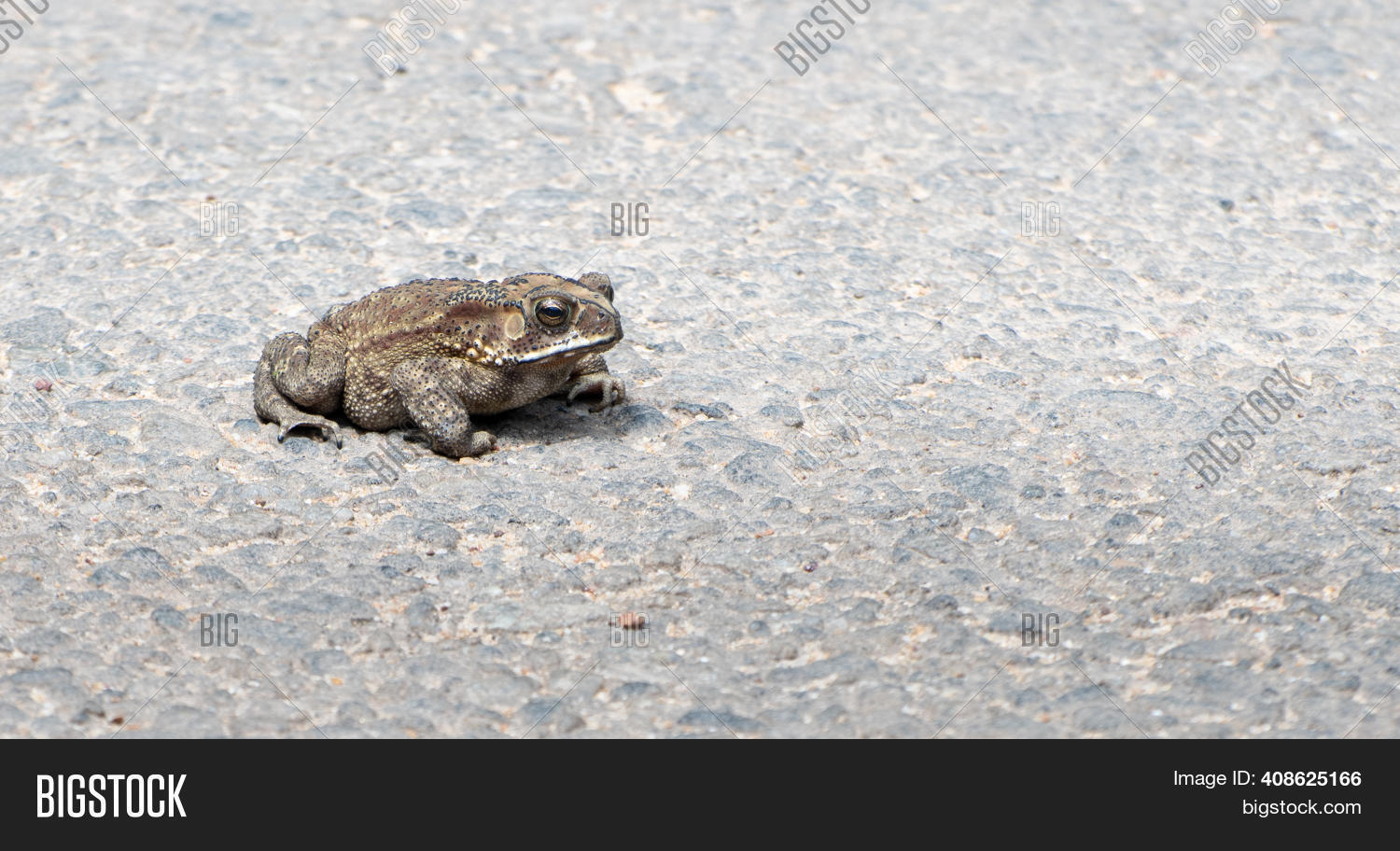 Ugly Fat Toad Spotted Image & Photo (Free Trial) | Bigstock