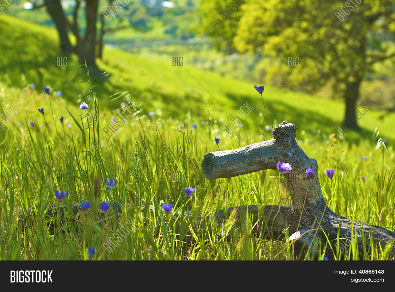 Fallen Tree Branch Image & Photo (Free Trial) | Bigstock