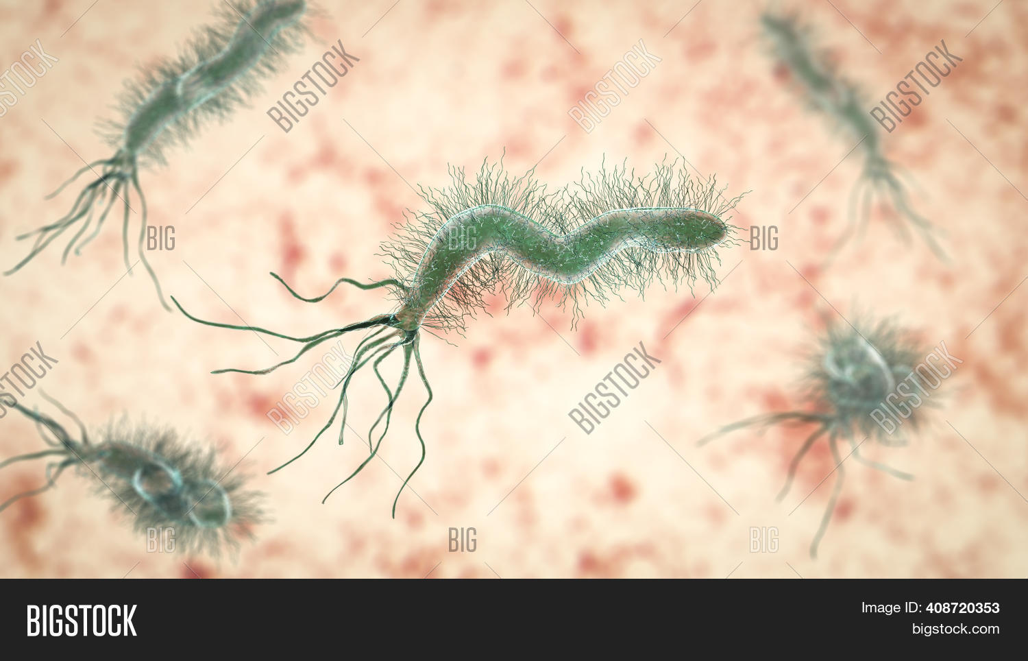 Helicobacter Pylori, Image & Photo (Free Trial) | Bigstock