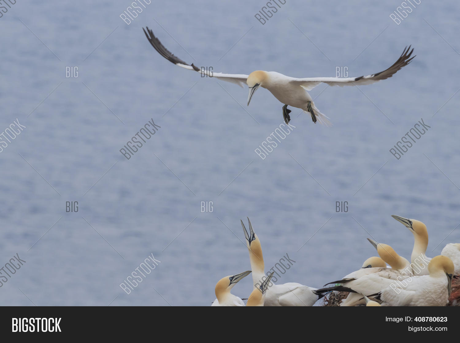 Wild Bird Wild Morus Image & Photo (Free Trial) | Bigstock