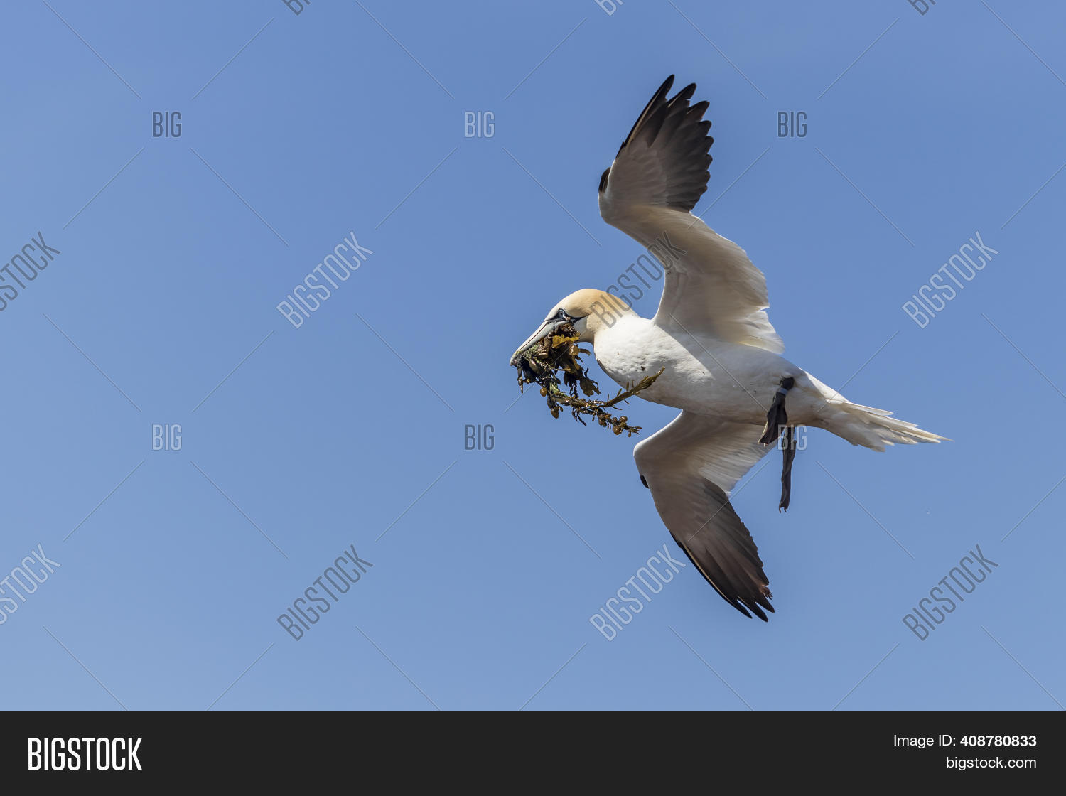 Wild Bird Wild Morus Image & Photo (Free Trial) | Bigstock