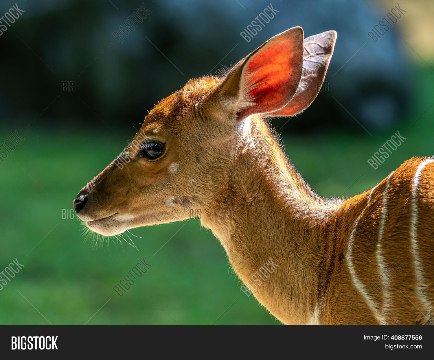 Young Baby Nyala. Image & Photo (Free Trial) | Bigstock