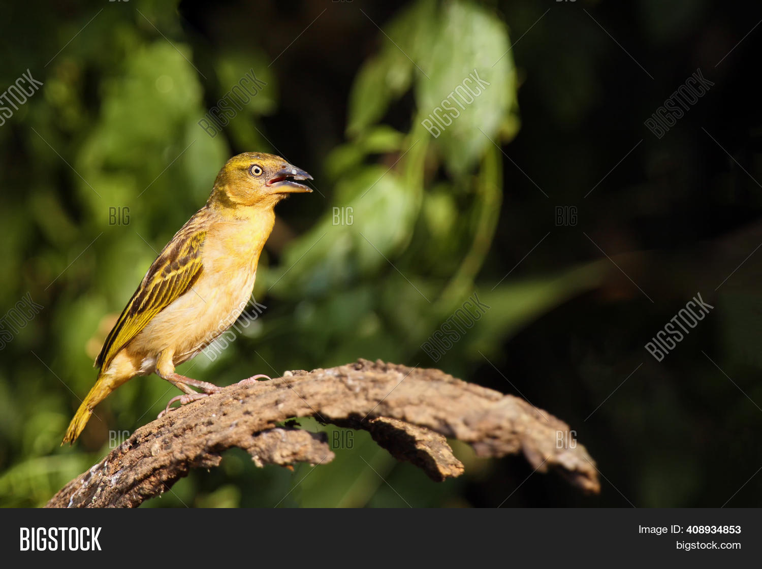 Holub's Golden Weaver Image & Photo (Free Trial) | Bigstock