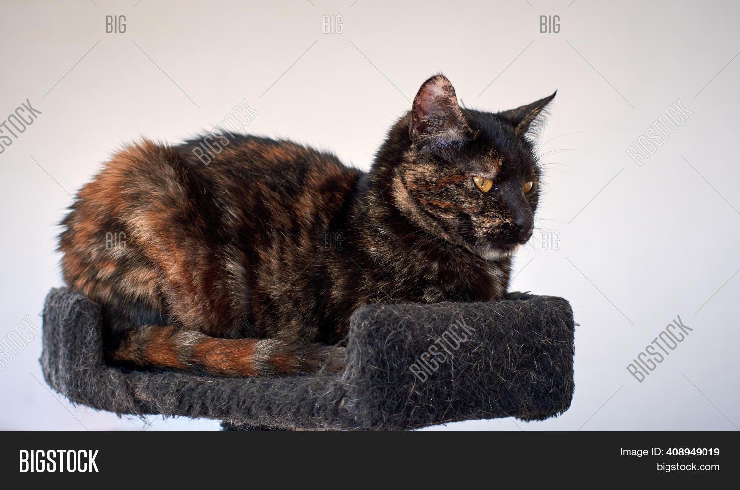 Closeup Shot Image & Photo (Free Trial) | Bigstock