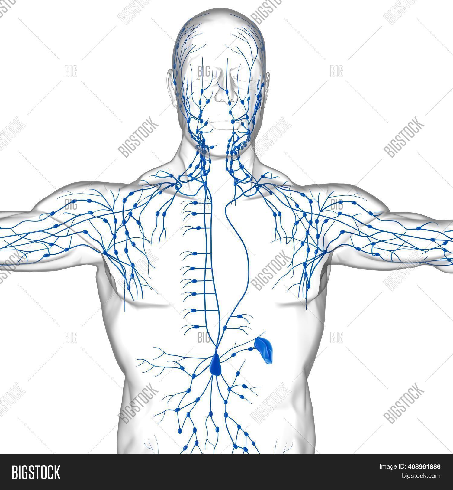 Human Lymph Nodes Image & Photo (Free Trial) | Bigstock