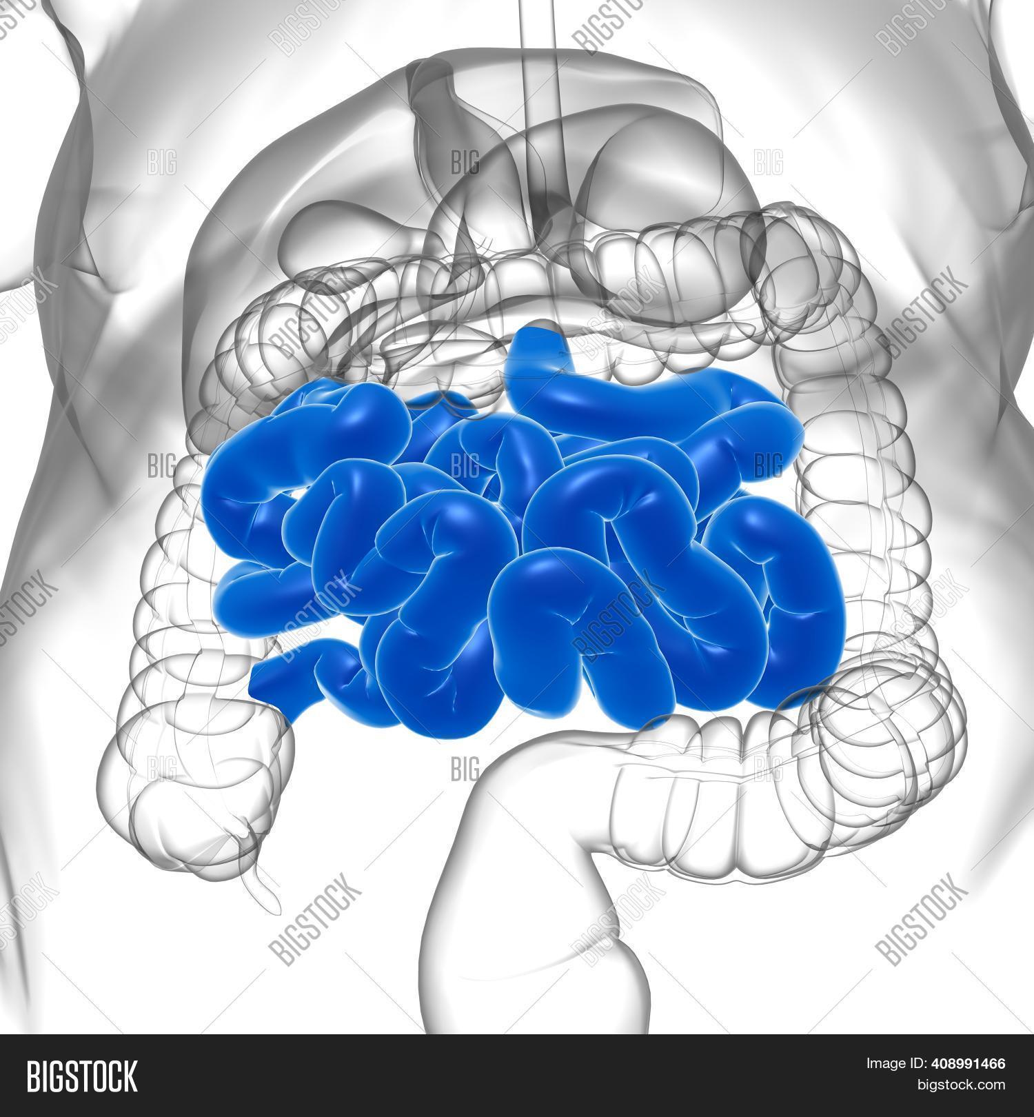 Small Intestine 3D Image & Photo (Free Trial) | Bigstock
