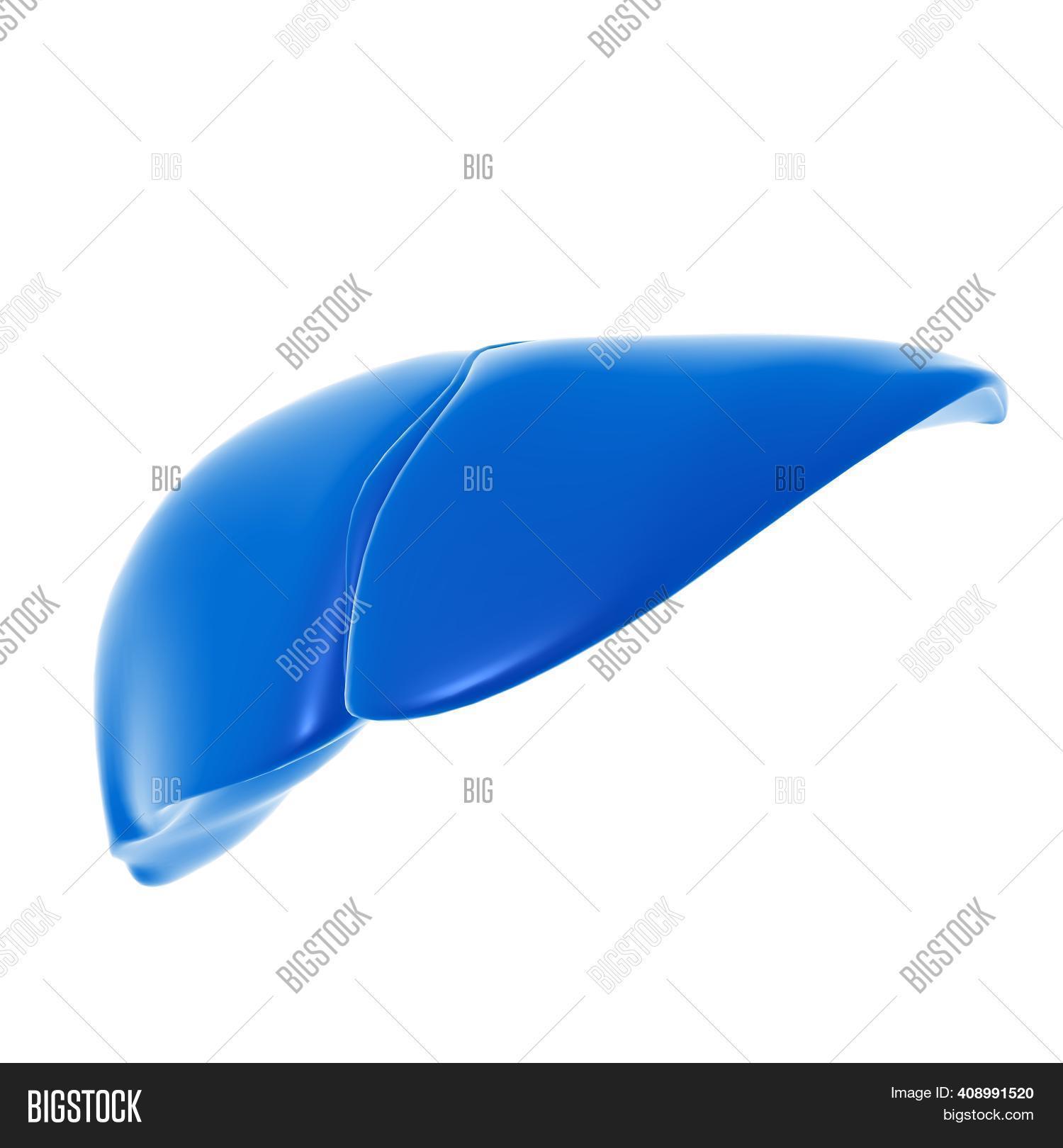 Liver 3D Illustration Image & Photo (Free Trial) | Bigstock