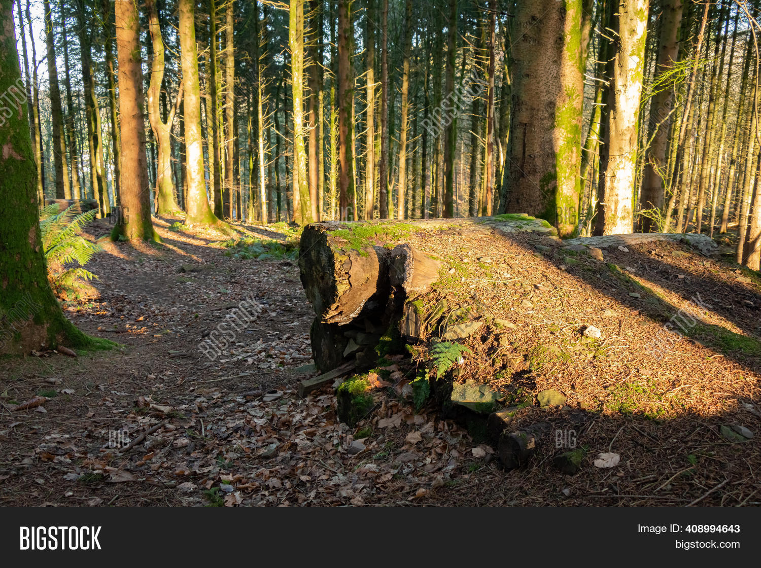 Mountain Bike Log Ramp Image & Photo (Free Trial) | Bigstock