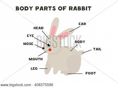 Body Parts Rabbit. Vector & Photo (Free Trial) | Bigstock