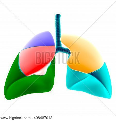Human Lungs Lobes Image & Photo (Free Trial) | Bigstock