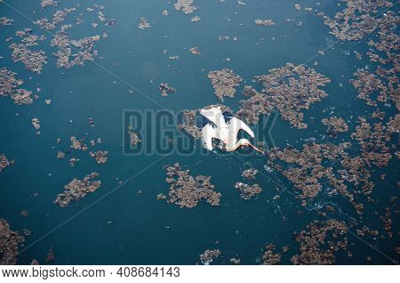 Dead Stork Body Dirty Image & Photo (Free Trial) | Bigstock