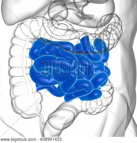 Small Intestine 3D Image & Photo (Free Trial) | Bigstock