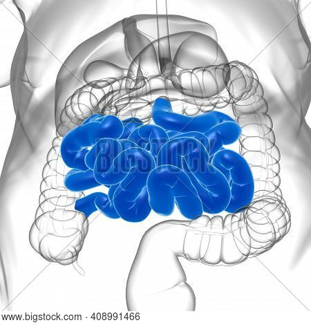 Small Intestine 3D Image & Photo (Free Trial) | Bigstock