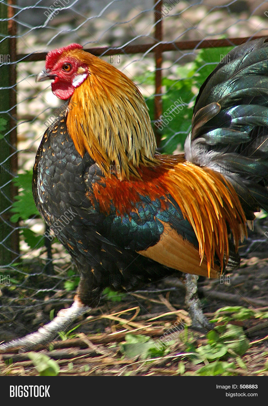 Running Rooster Image & Photo (Free Trial) | Bigstock