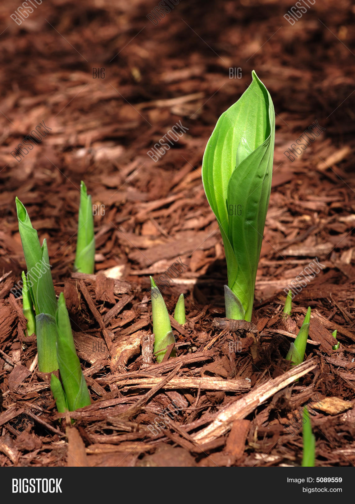 Hosta Sprouts Emerging Image & Photo (Free Trial) | Bigstock