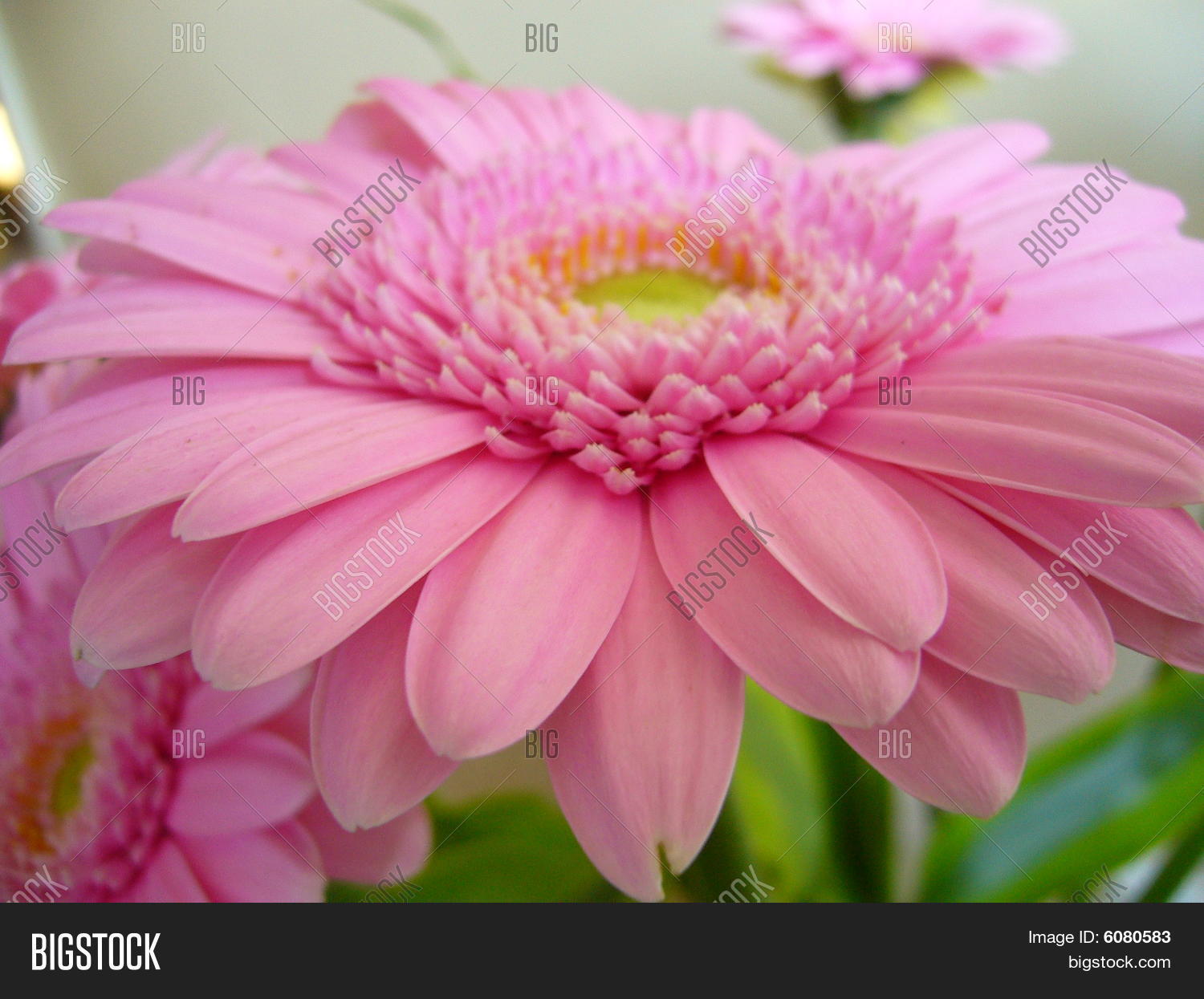 Pink Germini Flower Image & Photo (Free Trial) | Bigstock