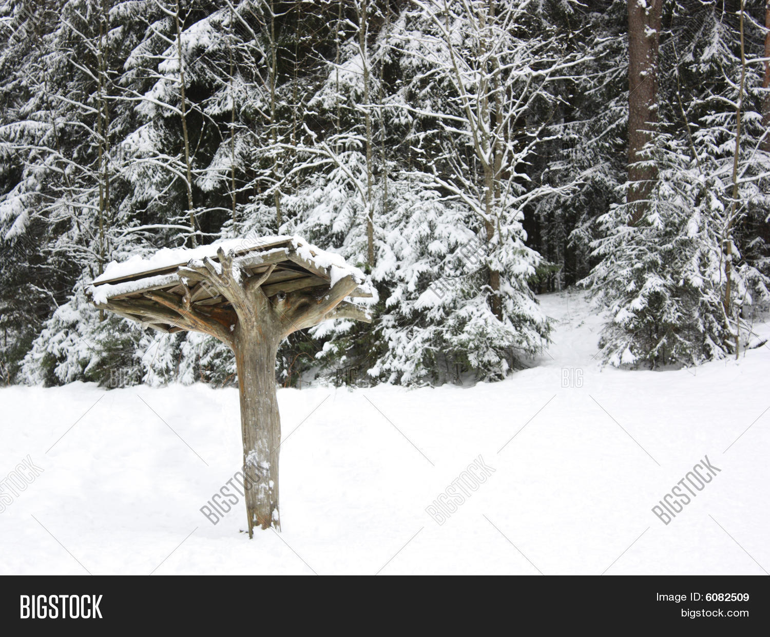Canopy Winter Forest Image & Photo (Free Trial) | Bigstock
