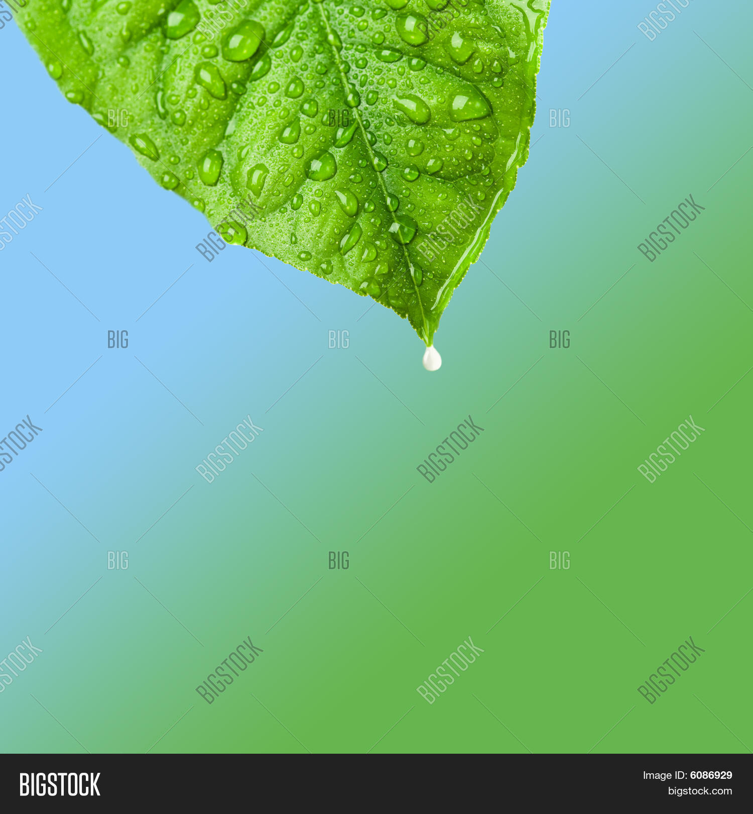 Freshness Nature Image & Photo (Free Trial) | Bigstock