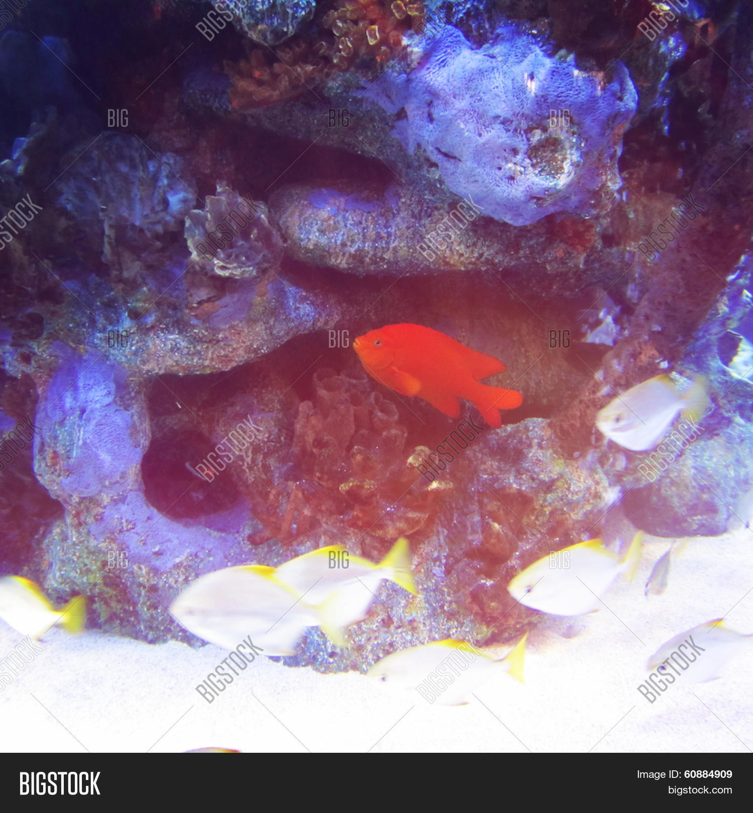 Underwater View Fish Image & Photo (Free Trial) | Bigstock