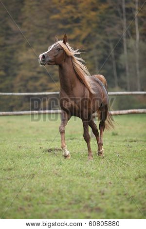 Mane Flying Images, Illustrations & Vectors (Free) - Bigstock