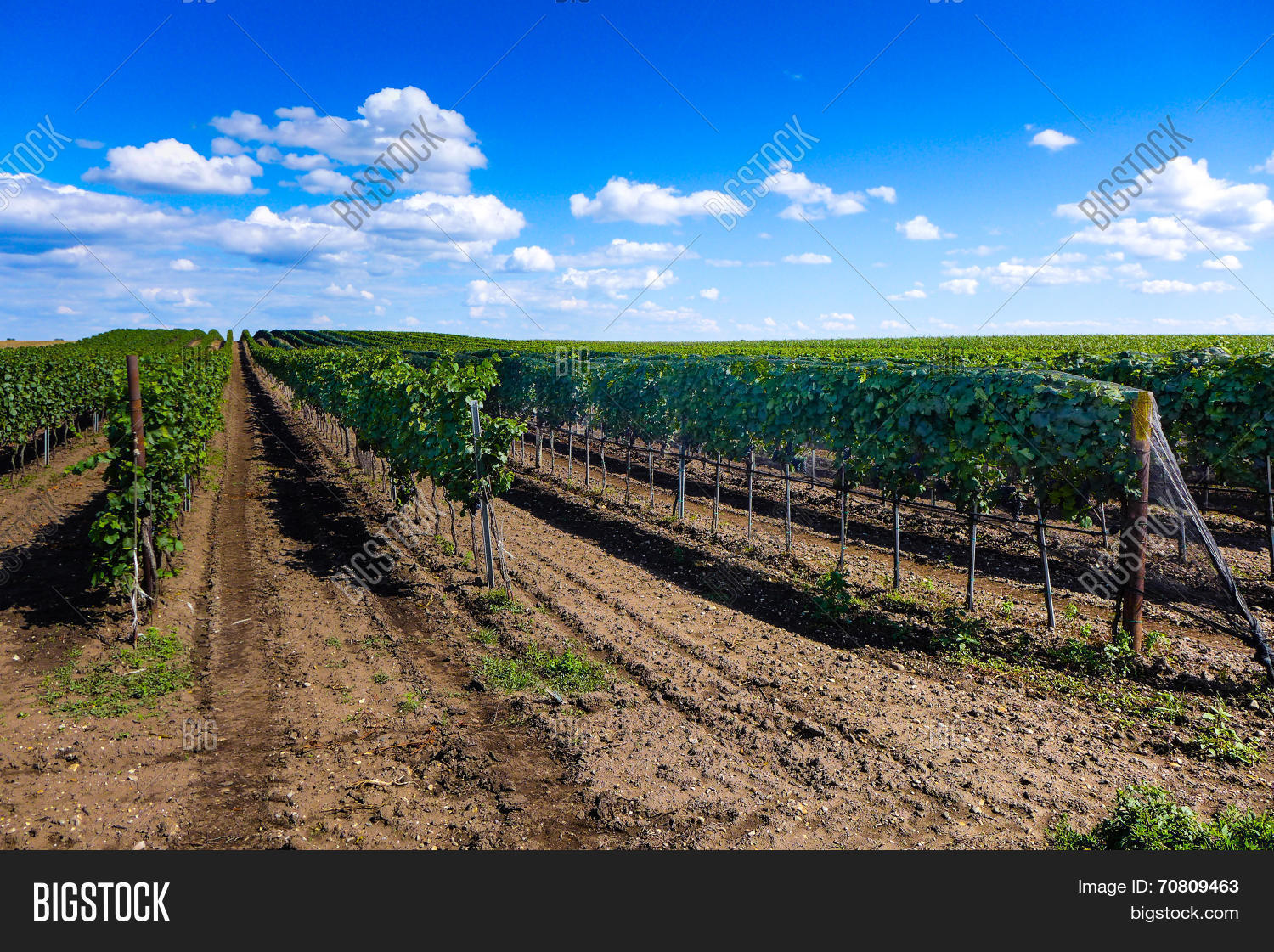 Vineyard Image & Photo (Free Trial) | Bigstock