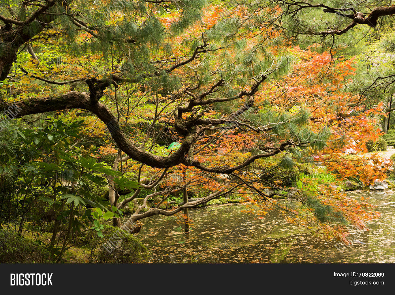 Red Maples Pines Image & Photo (Free Trial) | Bigstock