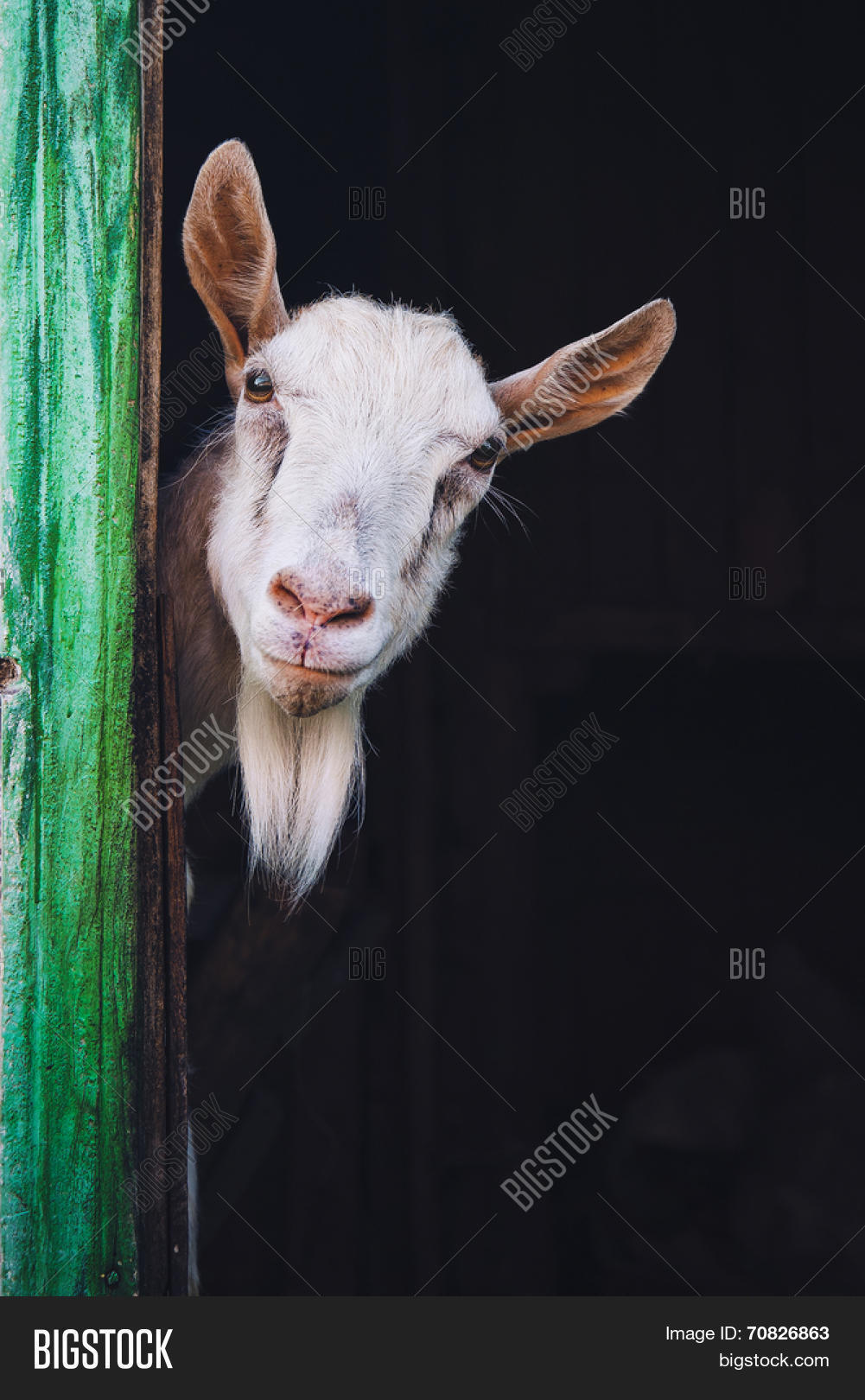 Curious Hornless Goat Image & Photo (Free Trial) | Bigstock