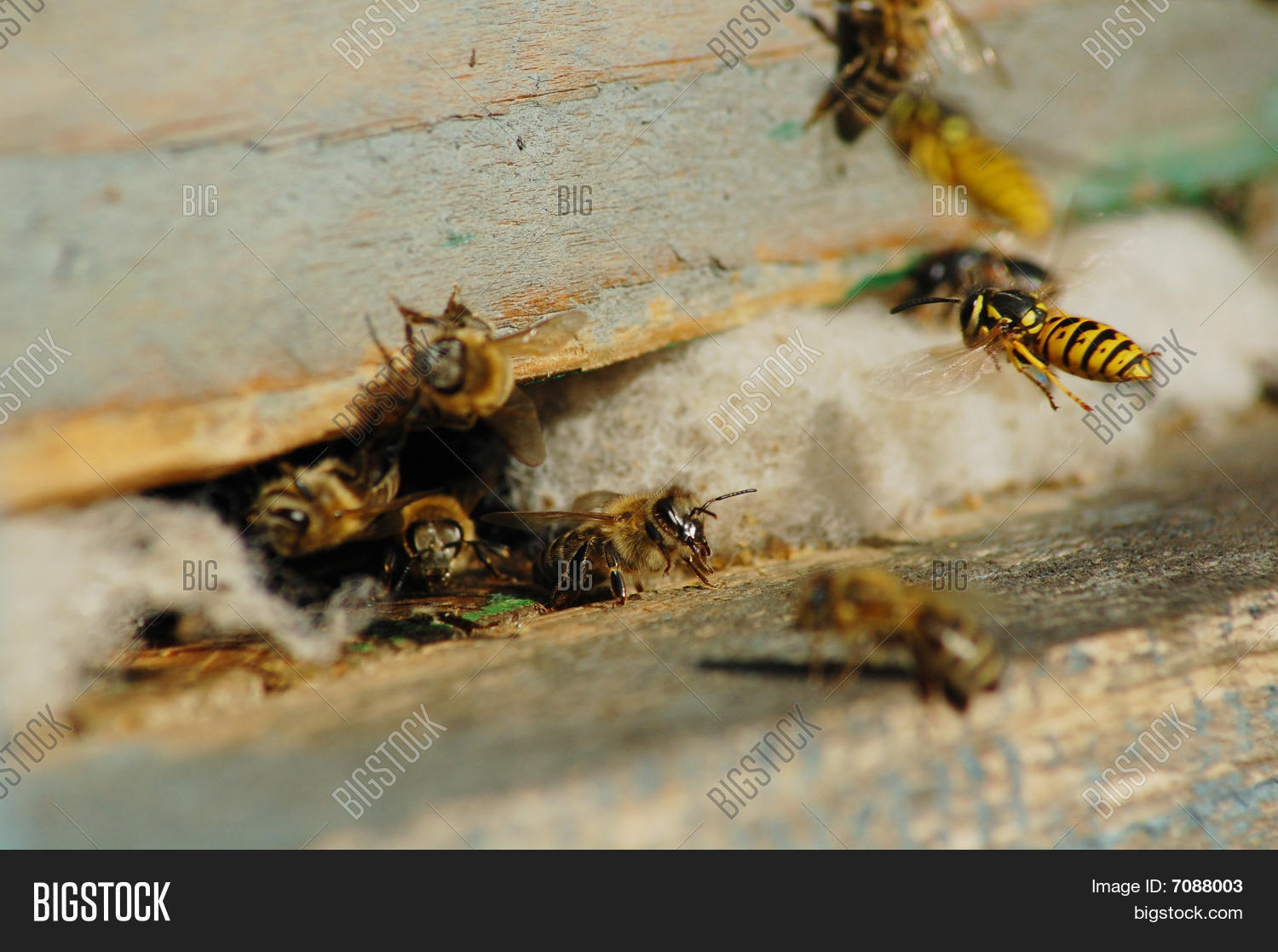 Wasps Attack Image & Photo (Free Trial) | Bigstock