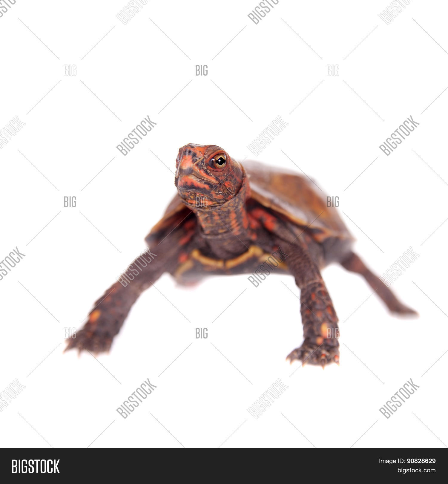 Ryukyu Leaf Turtle, Image & Photo (Free Trial) | Bigstock