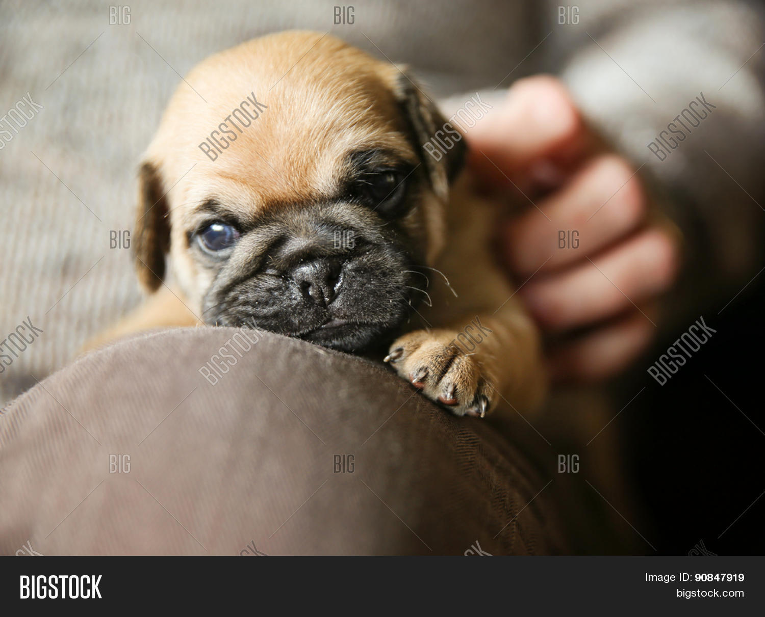 Cute Chug Pug Puppy On Image & Photo (Free Trial) | Bigstock