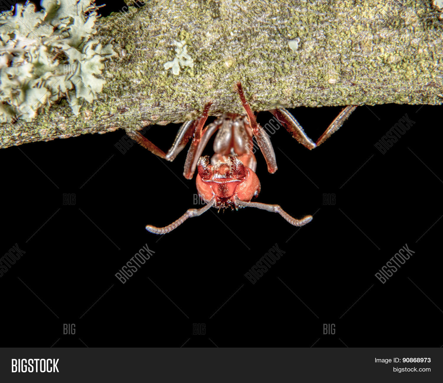Ant Has Good Grip Image & Photo (Free Trial) | Bigstock