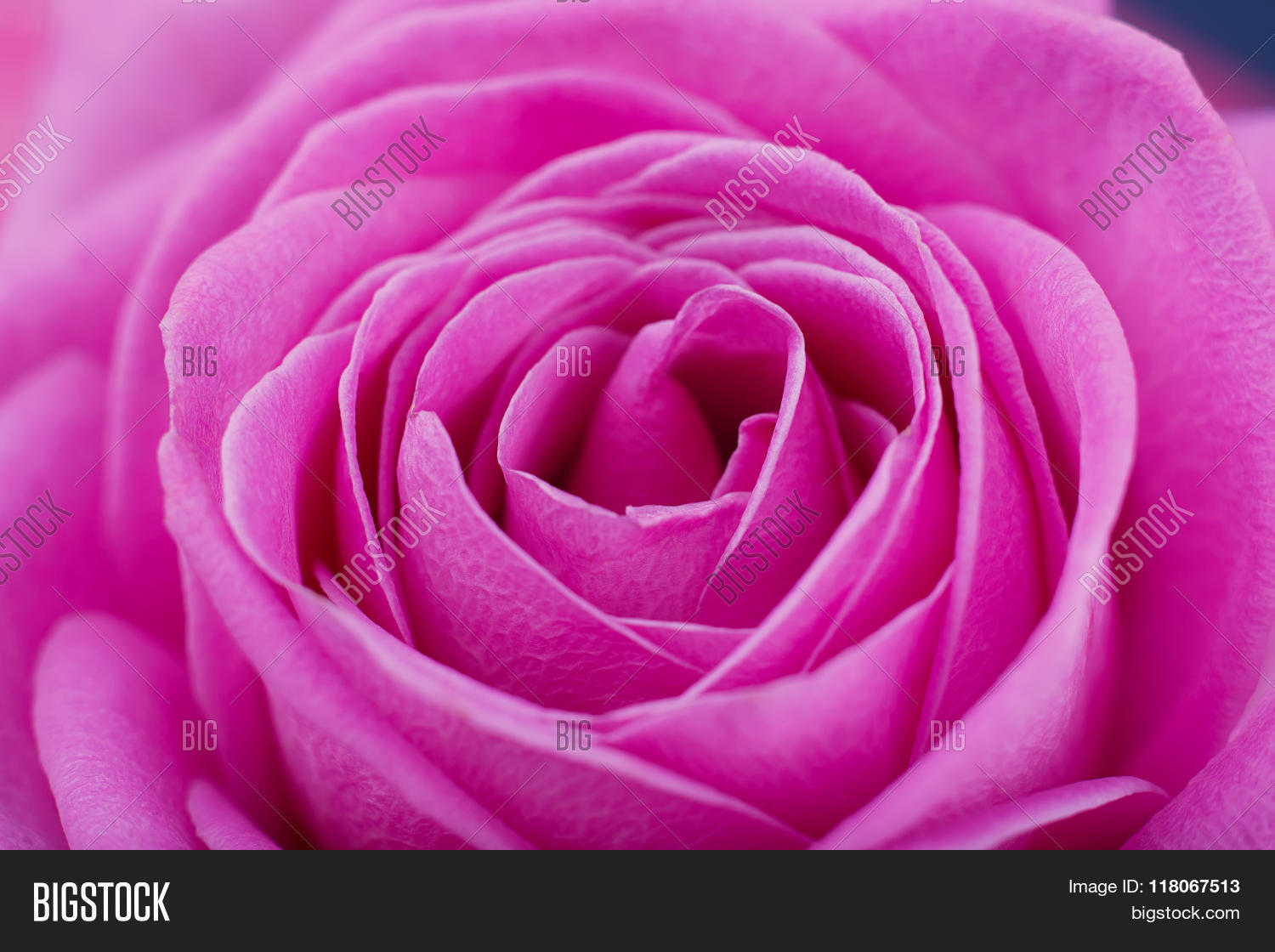 Rose Close- Background Image & Photo (Free Trial) | Bigstock