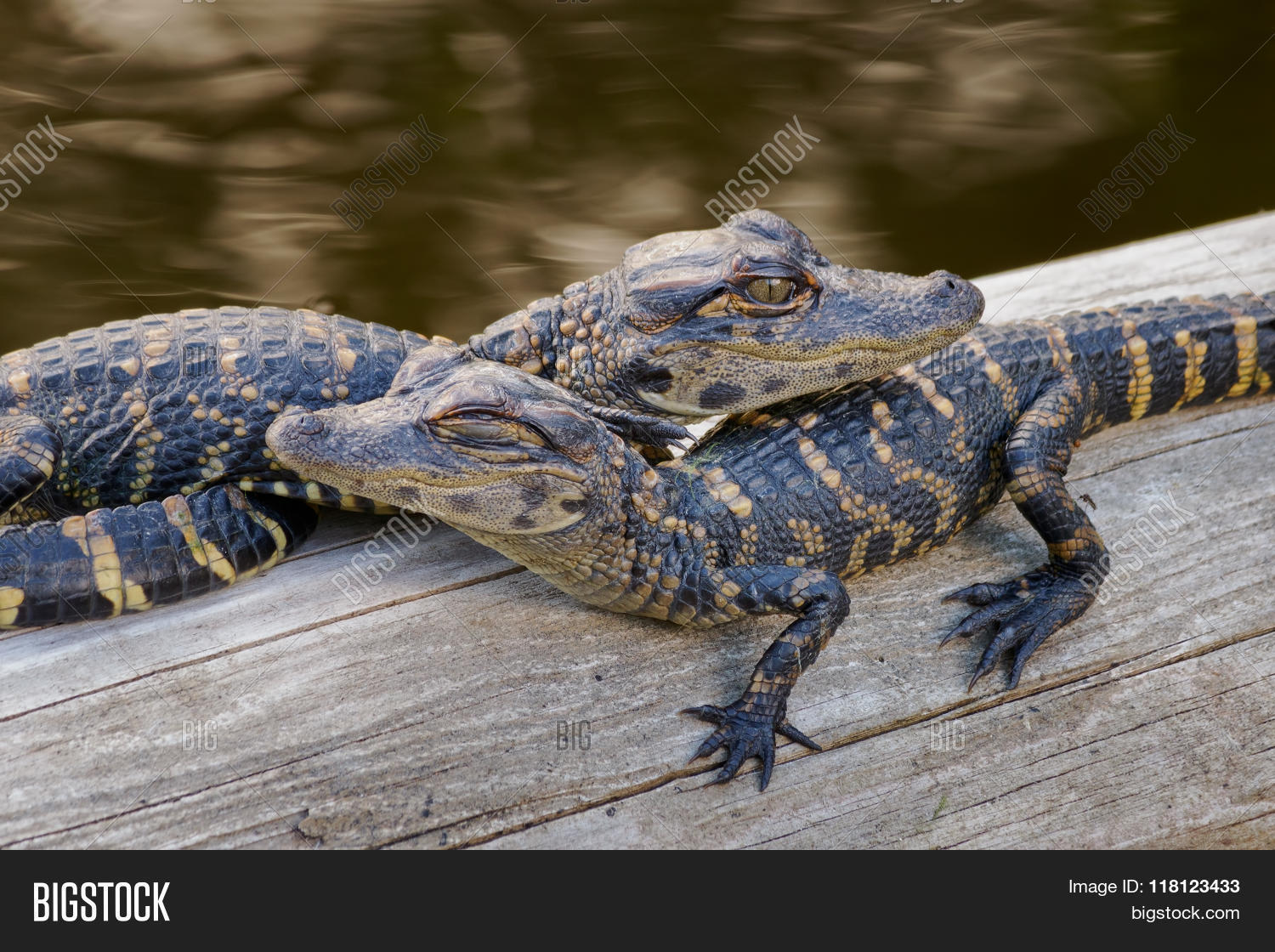 Alligator Babies 1 Image & Photo (Free Trial) | Bigstock